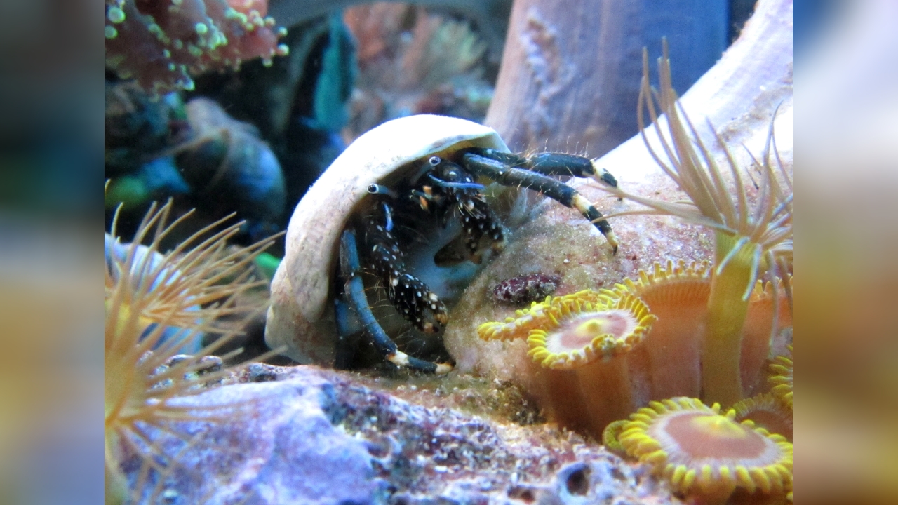 Clibanarius virescens Coastal hermit crab