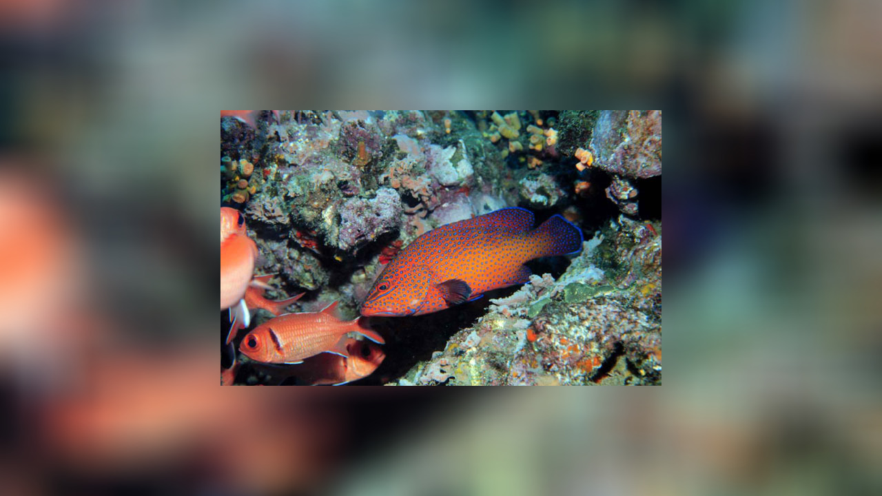 Cephalopholis taeniops Bluespotted seabass