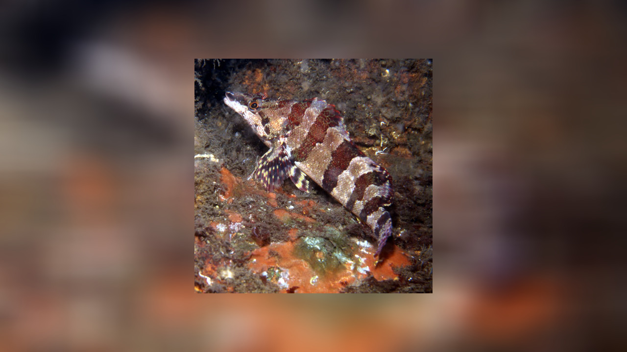 Oxylebius pictus Painted greenling
