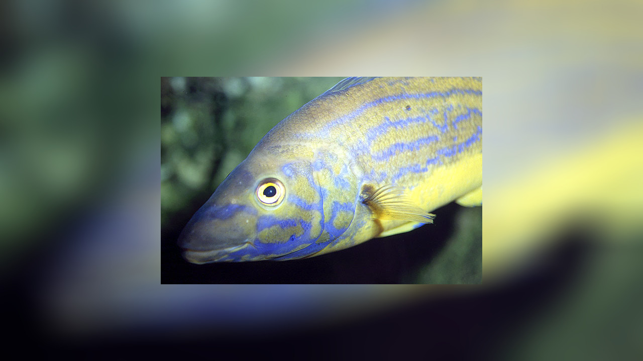 Labrus mixtus Cuckoo wrasse