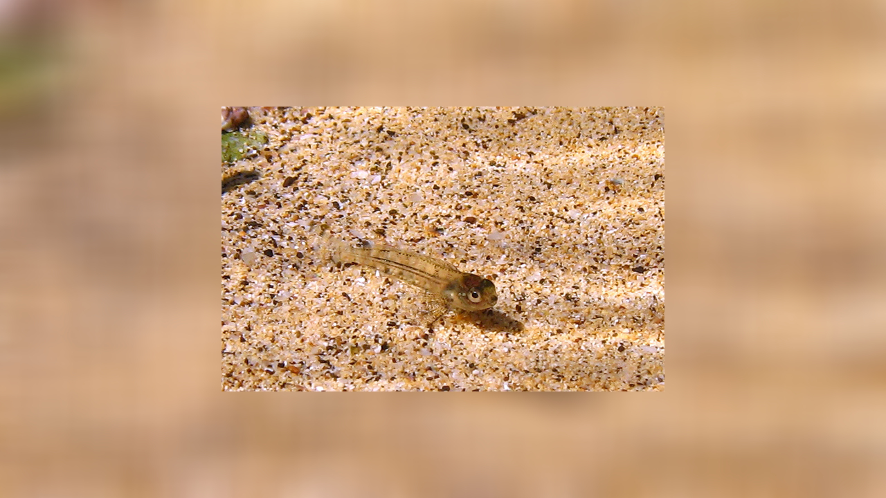 Parablennius parvicornis Rock-pool blenny