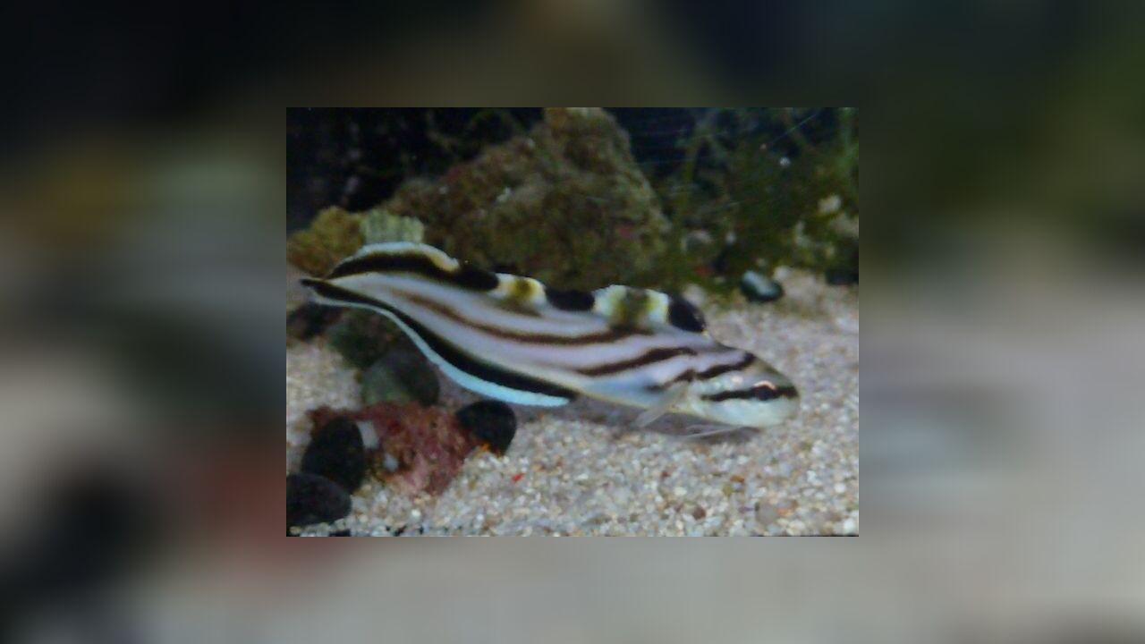 Sirembo jerdoni Bartmännchen