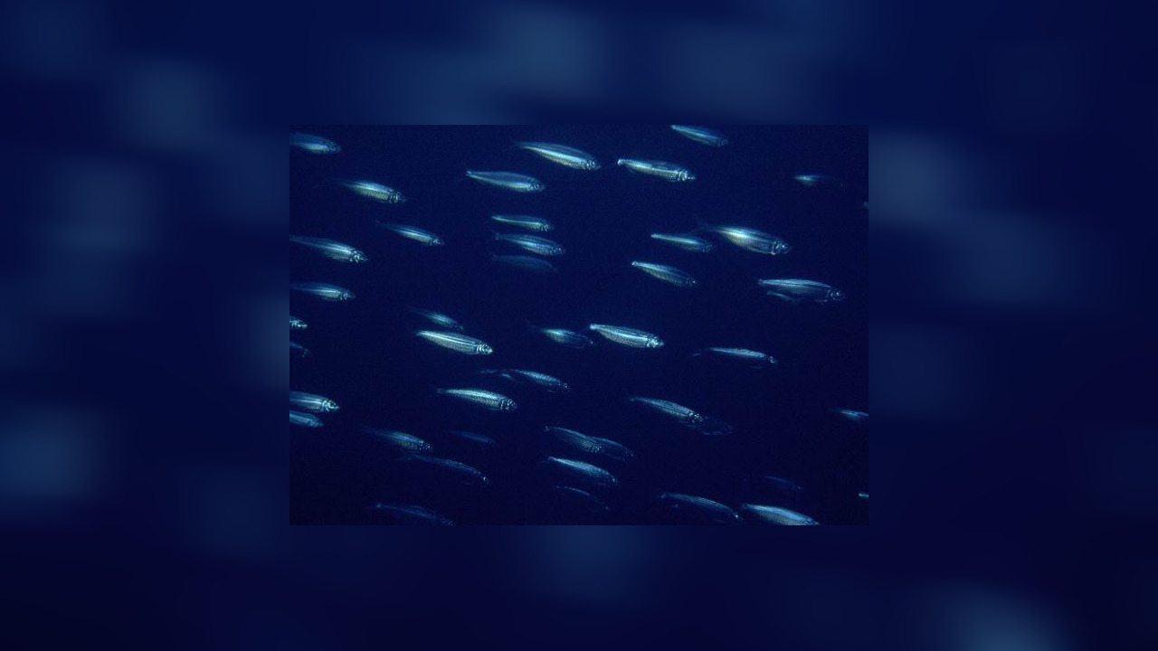 Sardinella aurita Round sardinella