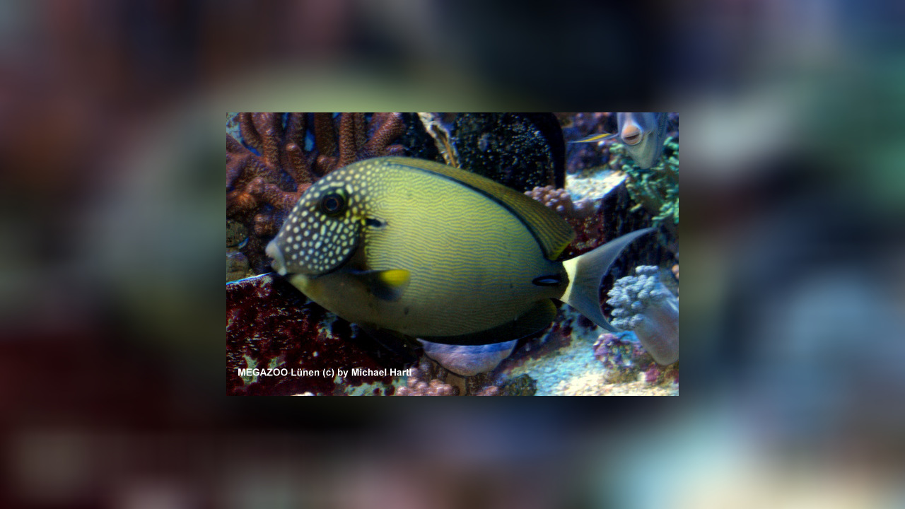 Acanthurus maculiceps Earbar Surgeonfish, Pale-lined Surgeonfish ...