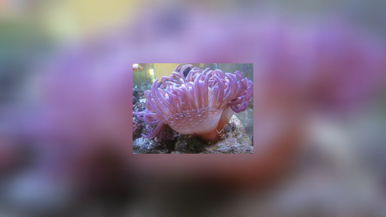 Macrodactyla doreensis Corkscrew tentacle sea anemone, Long-tentacle ...