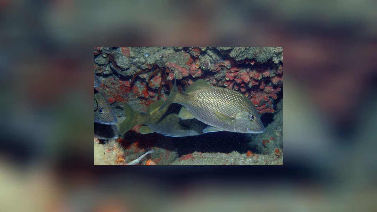 Haemulon plumieri Boar Grunt, Common Grunt, Grey Grunt, Grunt, Jolle ...