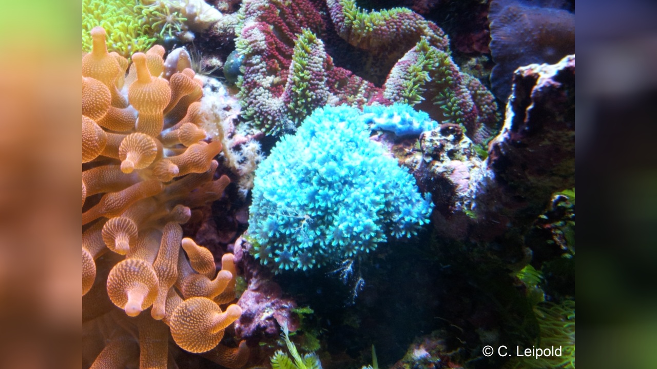 Alcyonium verseveldti Blaue Weichkoralle