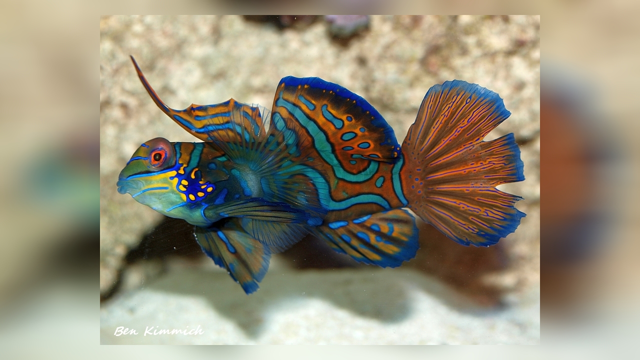 Synchiropus splendidus - Mandarinfisch-Leierfisch. Foto von Synchiropus ...