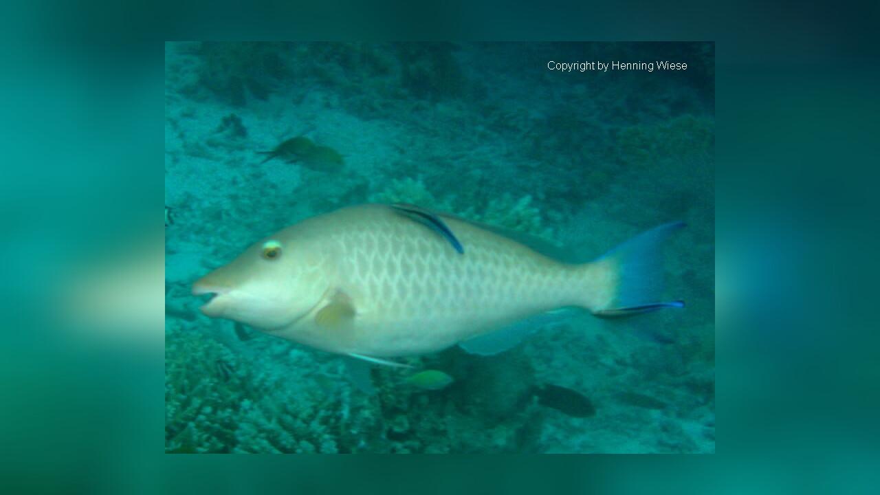Hipposcarus harid Candelamoa Parrotfish
