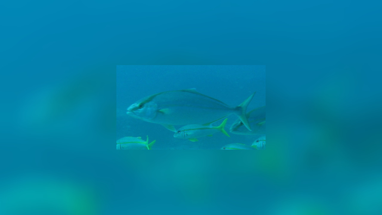 Seriola carpenteri Bernsteinmakrele