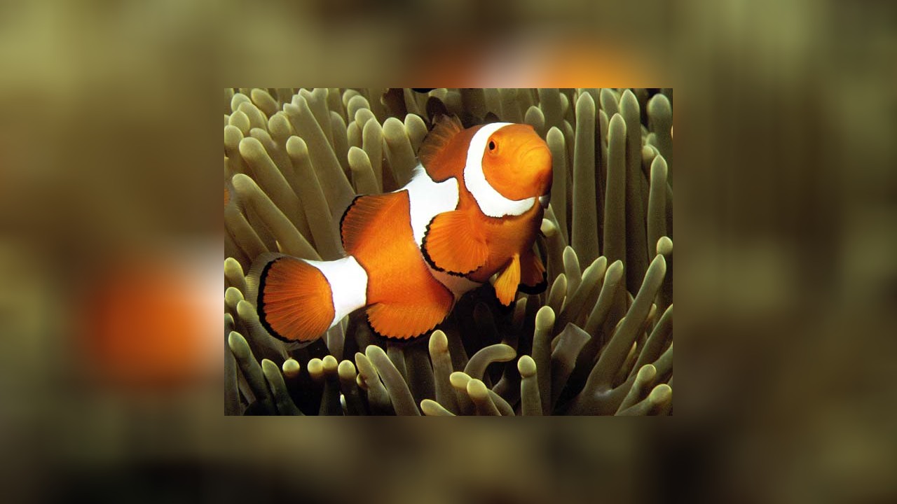 Amphiprion ocellaris Błazenek okoniowy