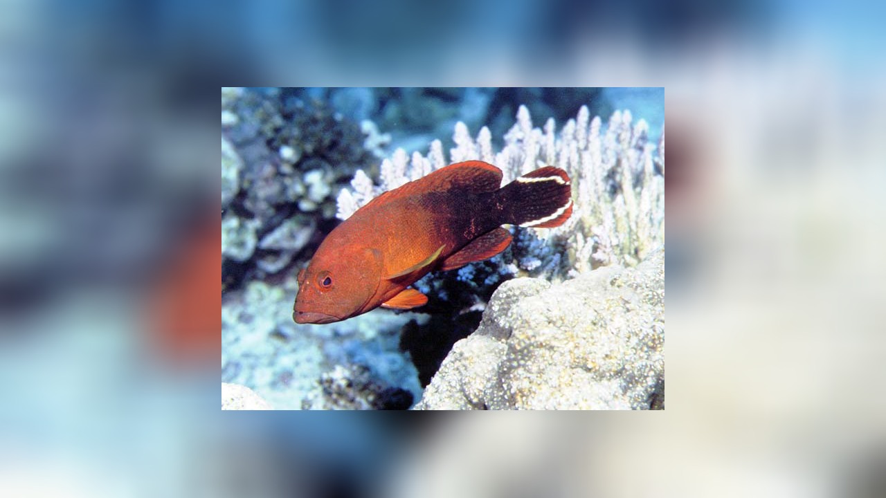 Cephalopholis urodeta Banded-tail Coral-cod, Black-finange Rock Cod ...
