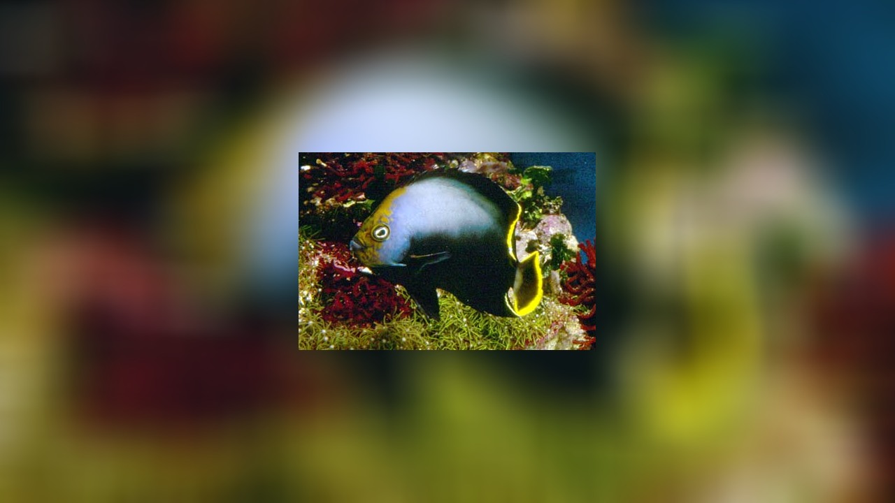 Chaetodontoplus melanosoma Black-velvet Angelfish, Blackvelvet ...