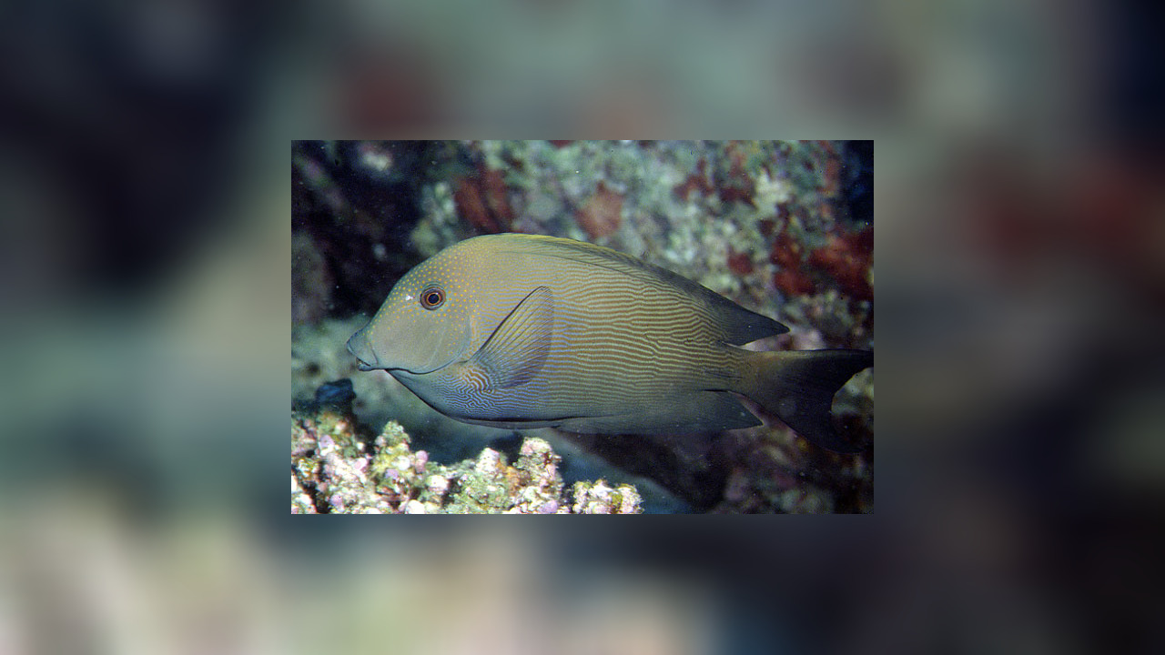 Ctenochaetus striatus