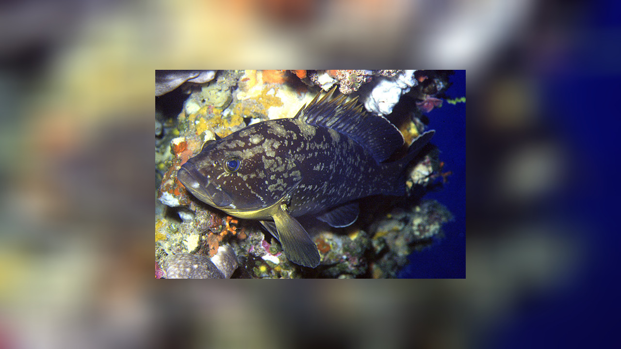 Epinephelus marginatus Brauner Zackenbarsch