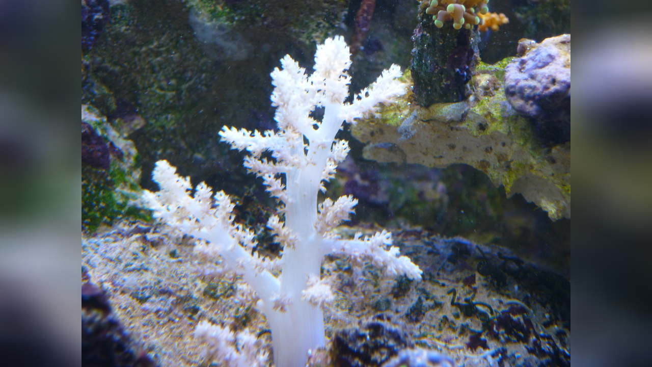 Litophyton sp. 01 Weichkoralle