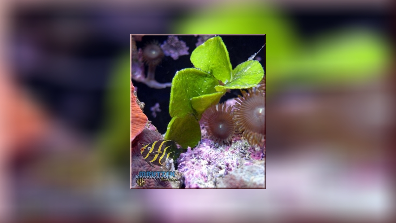 Halimeda discoidea Cactus Algae