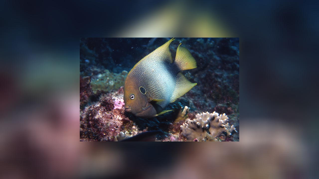 Holacanthus africanus Guinean angelfish