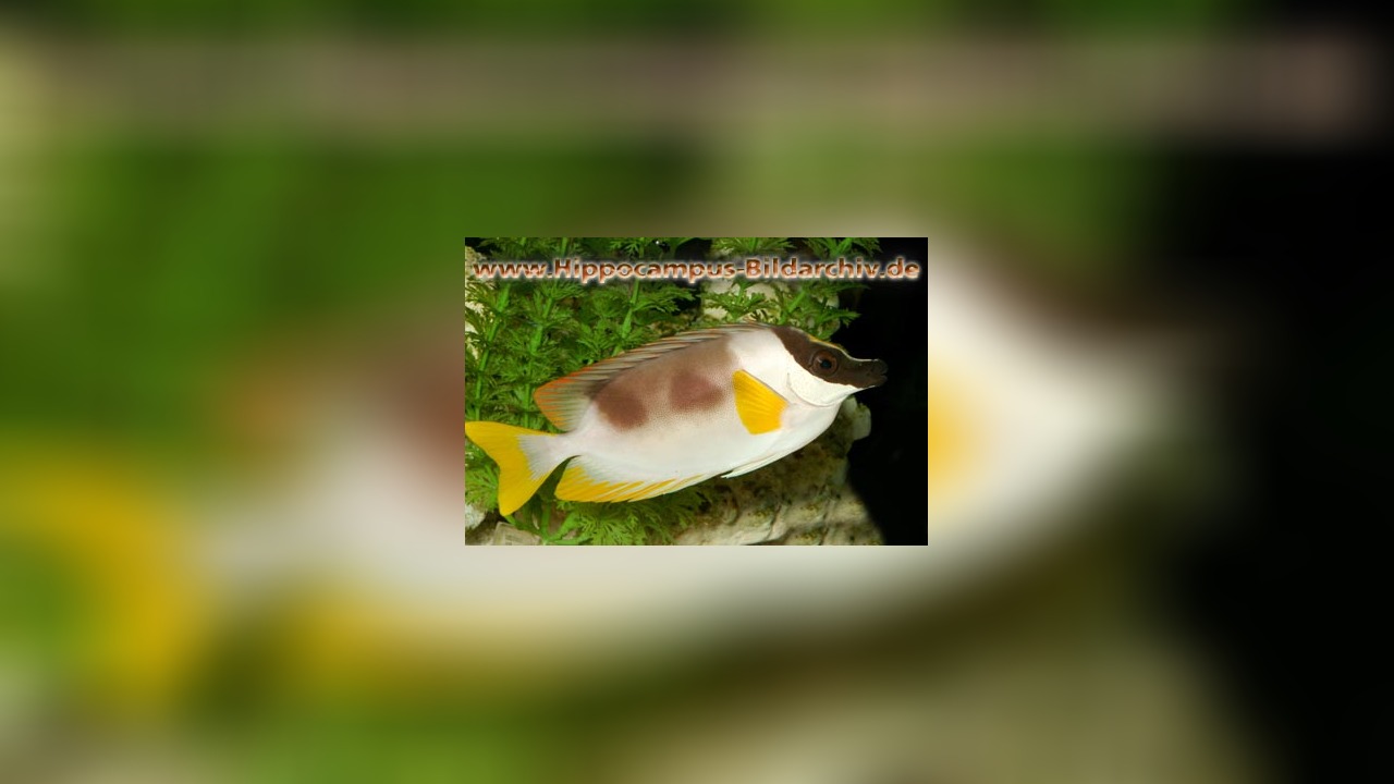 Siganus magnificus Poisson lapin magnifique