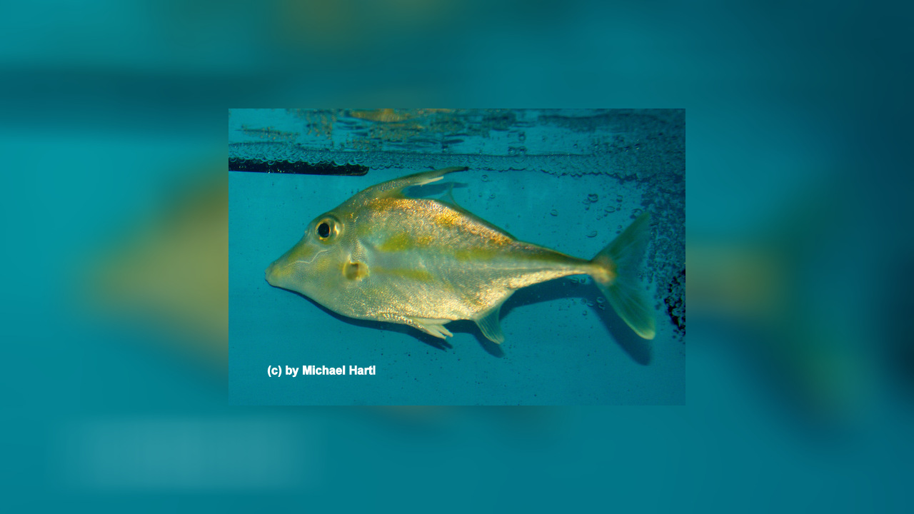 Tripodichthys blochii Long-tail tripodfish