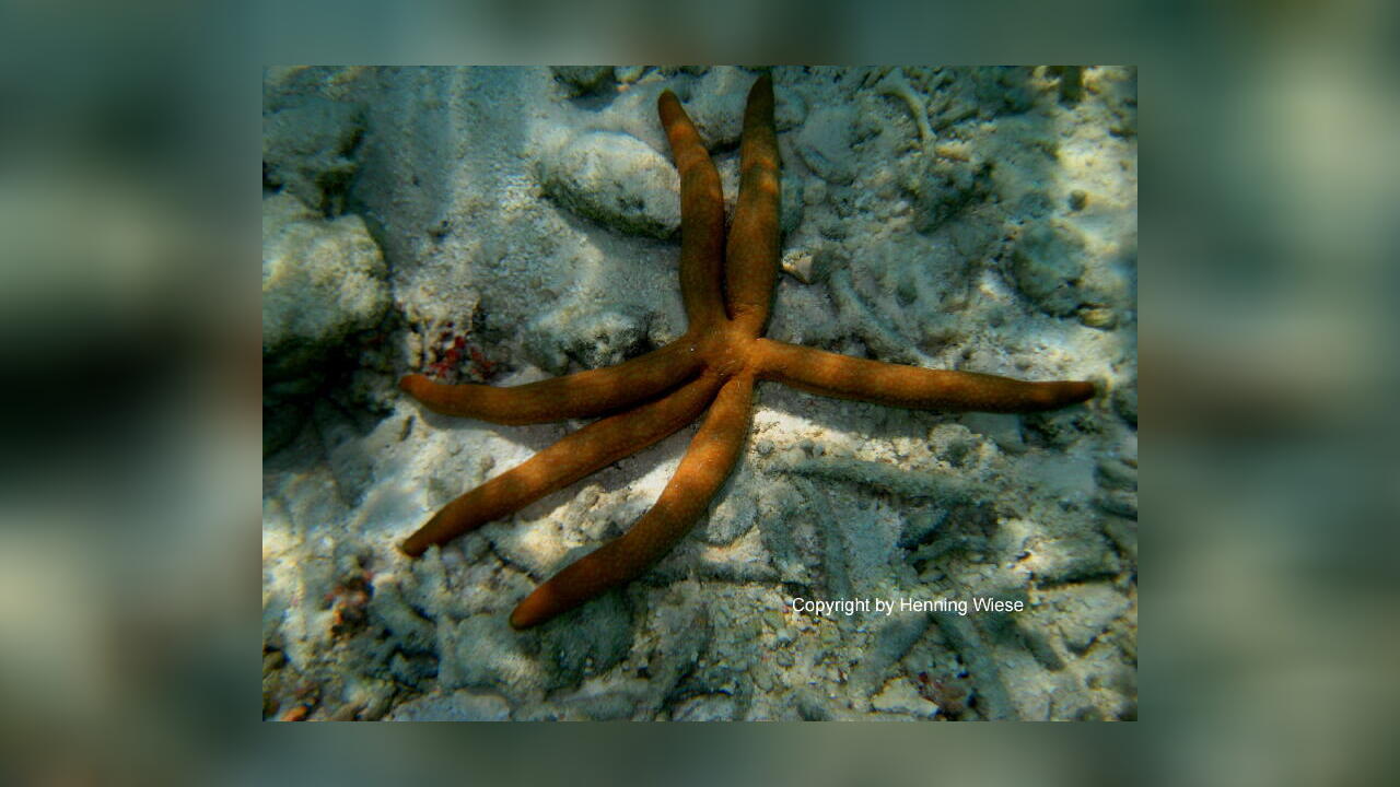 Linckia guildingi Guildings Seestern