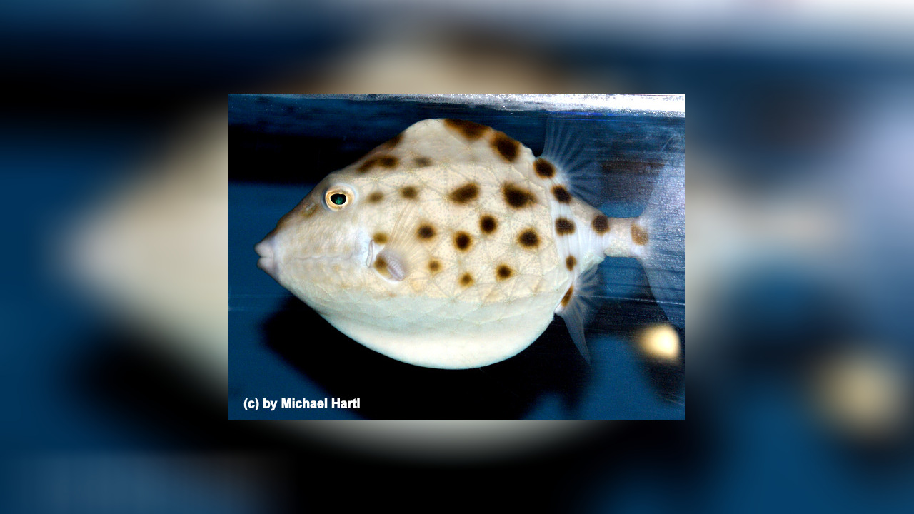 Anoplocapros amygdaloides Blue Boxfish, Robust Boxfish, Western smooth ...