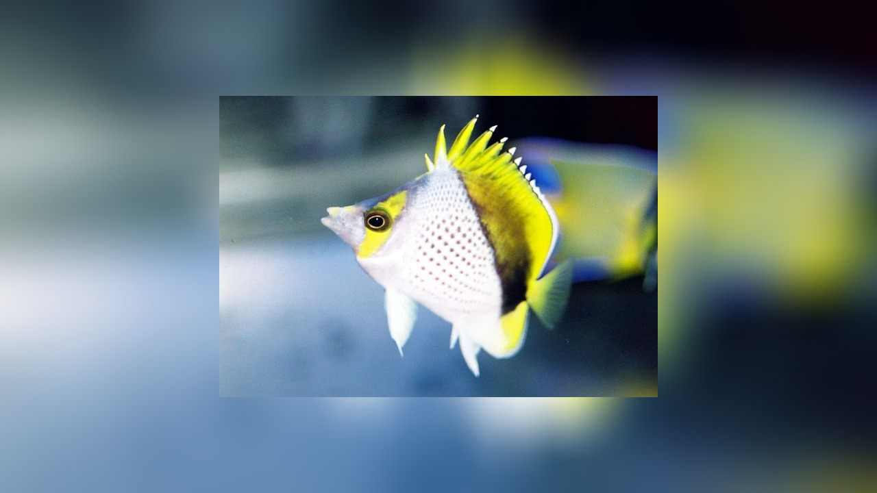 Chaetodon declivis Marquesan Butterflyfish, Marquesas Butterflyfish ...