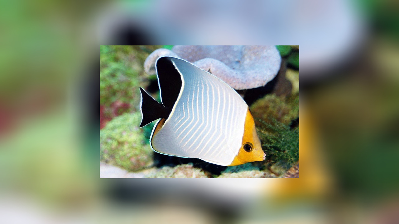Chaetodon larvatus Blue chevron Butterflyfish, Hooded Butterflyfish ...