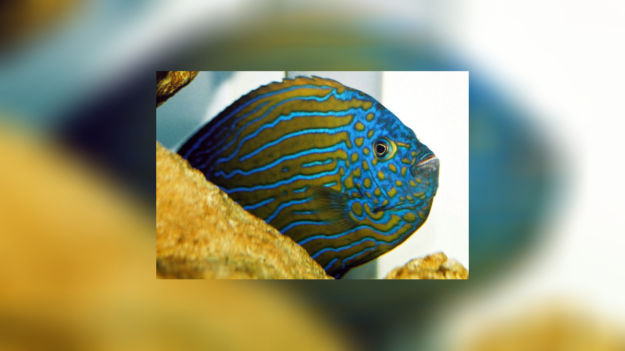Chaetodontoplus septentrionalis Bluestriped angelfish