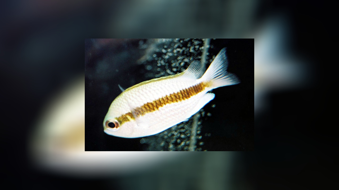 Chromis mirationis Japanischer Riffbarsch