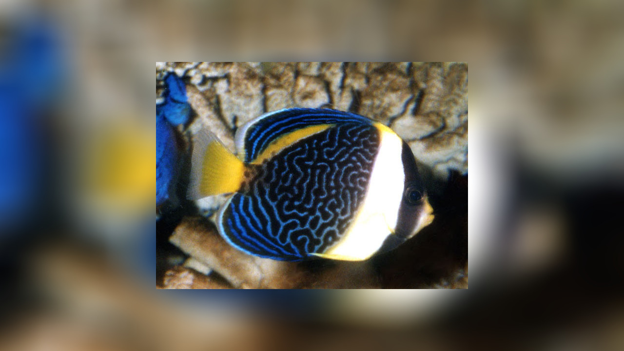 Chaetodontoplus duboulayi Scribbled angelfish
