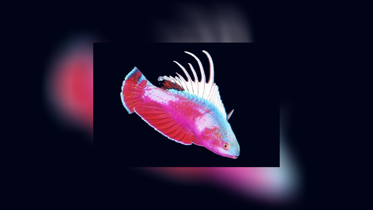 Paracheilinus lineopunctatus Spot-lined flasher, Line-spot Flasher Wrasse