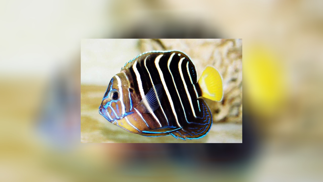 Pomacanthus chrysurus Goldtail angelfish, African angel