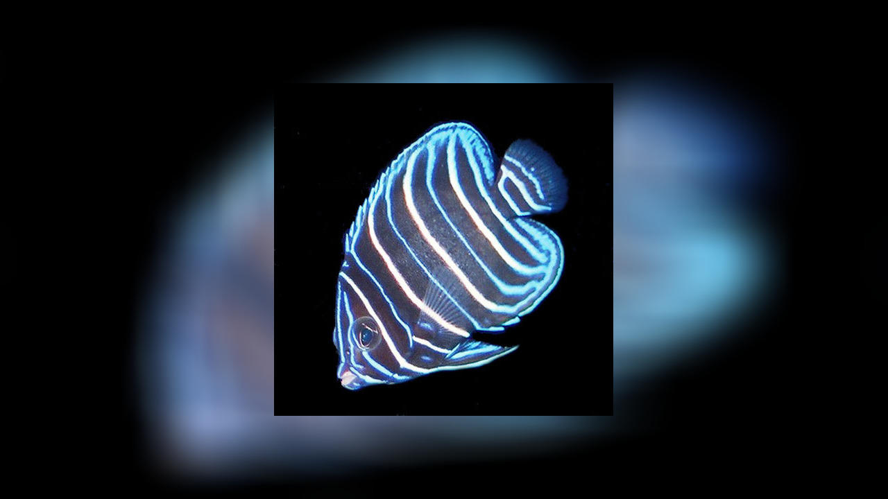 Pomacanthus chrysurus Goldtail angelfish, African angel