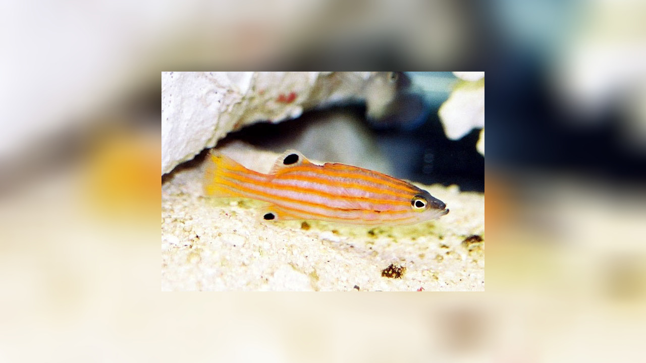 Liopropoma swalesi Swalesi Basslet, Orange-lined reef basslet, Swales ...