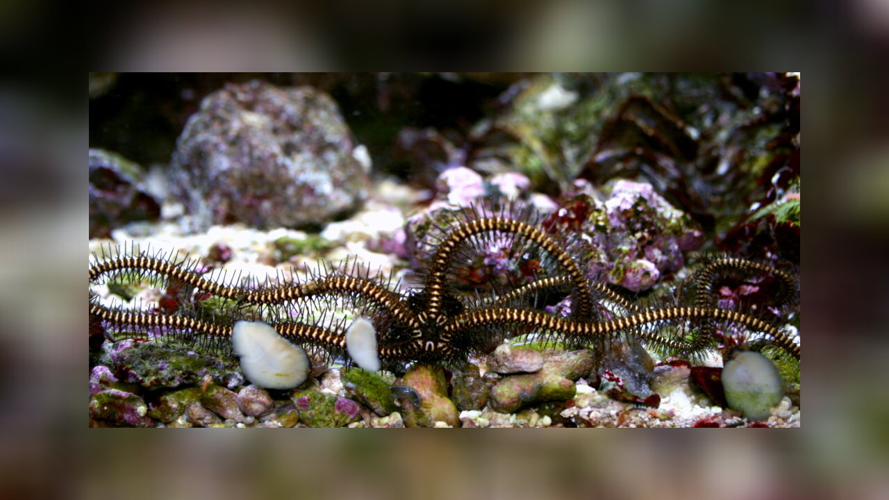 Ophiomastix variabilis variable brittle star