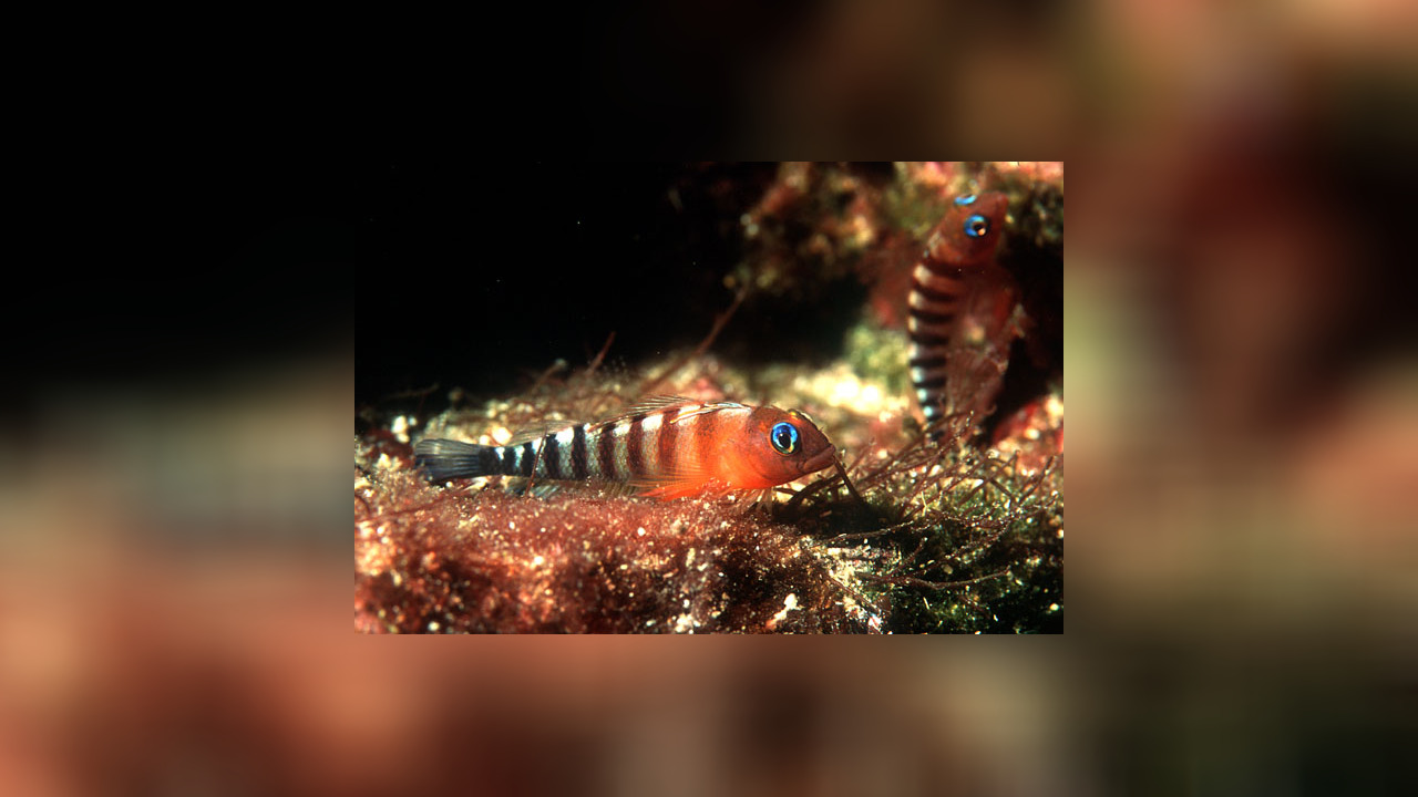 Notoclinops segmentatus Blauaugen-Schleimfisch