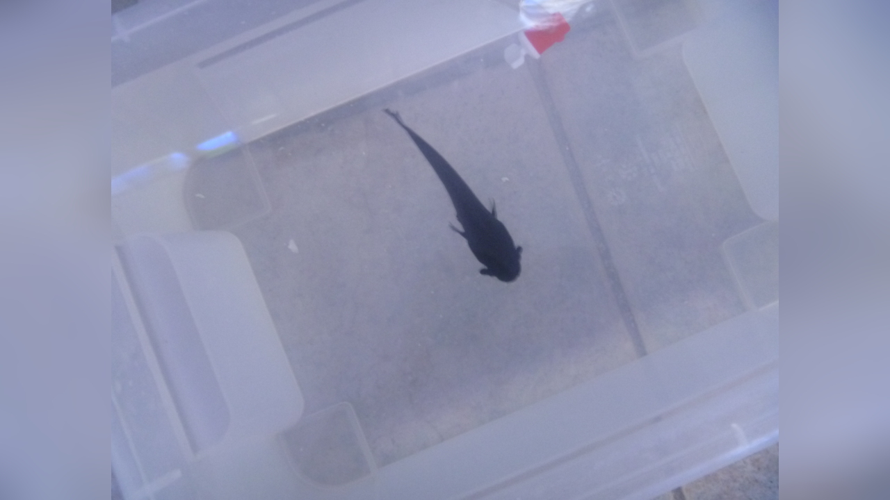 Anomalops katoptron Großer Laternenfisch