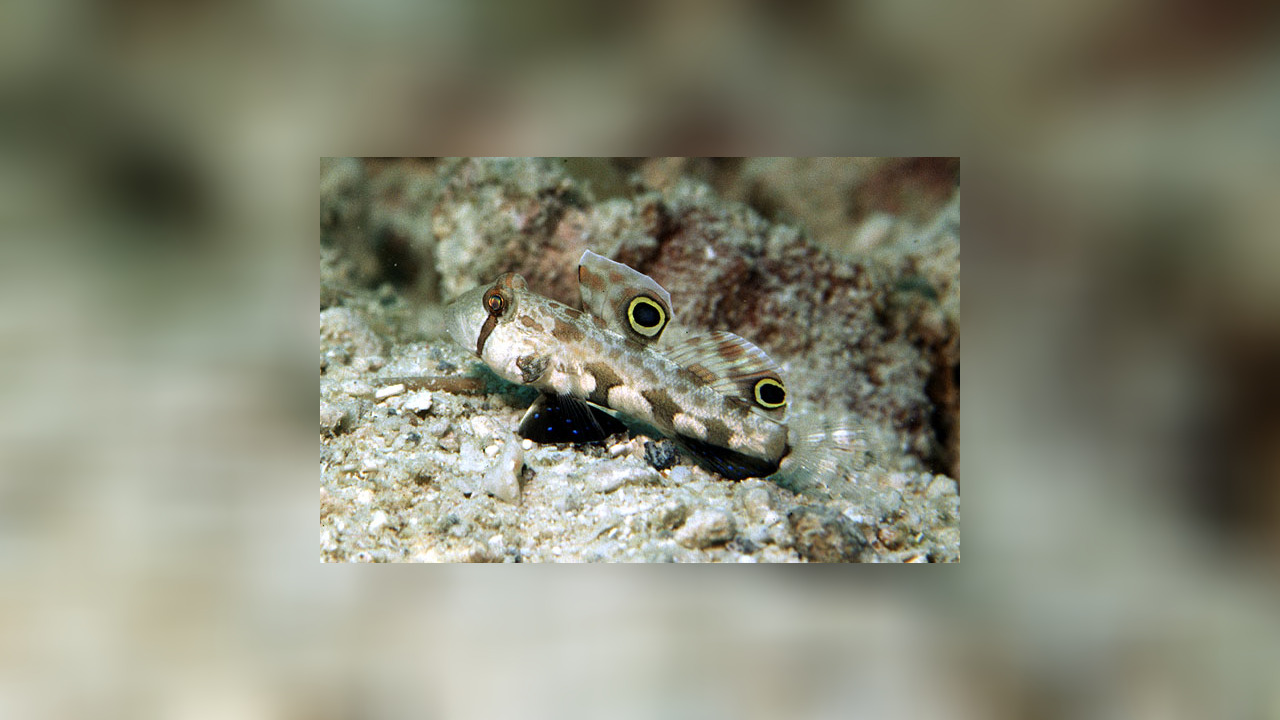 Signigobius biocellatus Krabbenaugengrundel