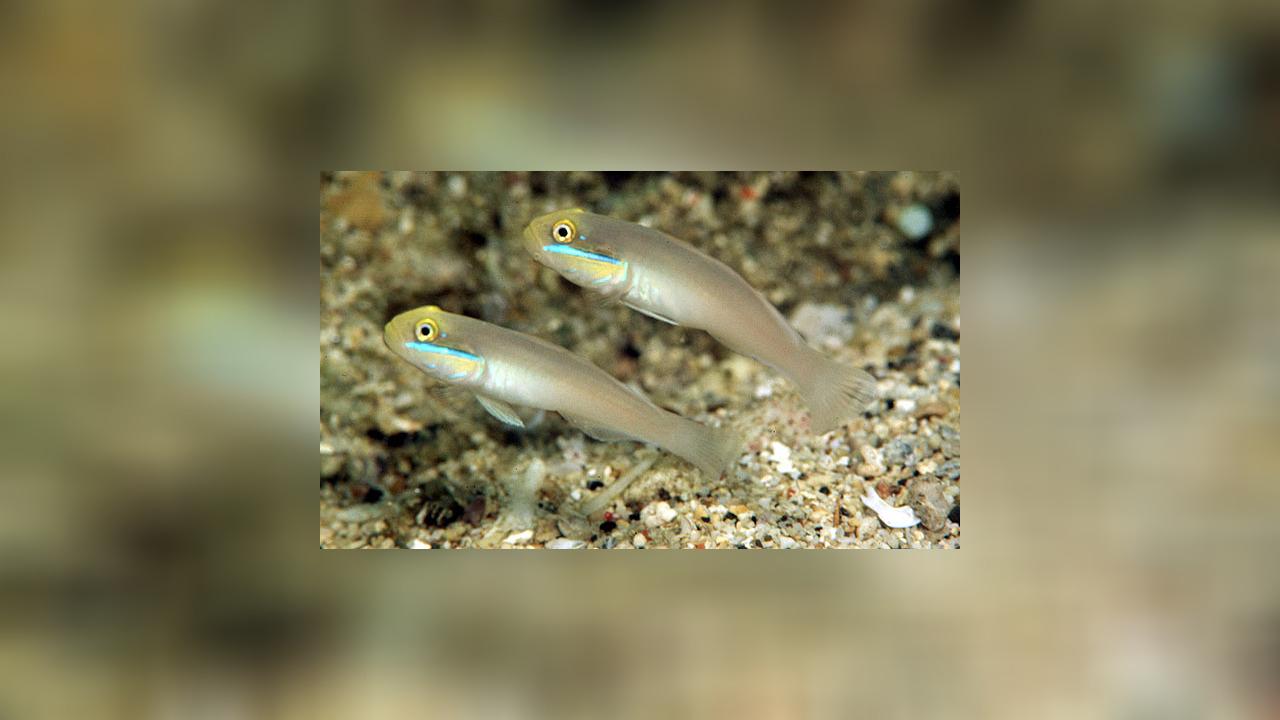 Valenciennea strigata Blueband Glider Goby, Blueband Goby, Bluestreak ...