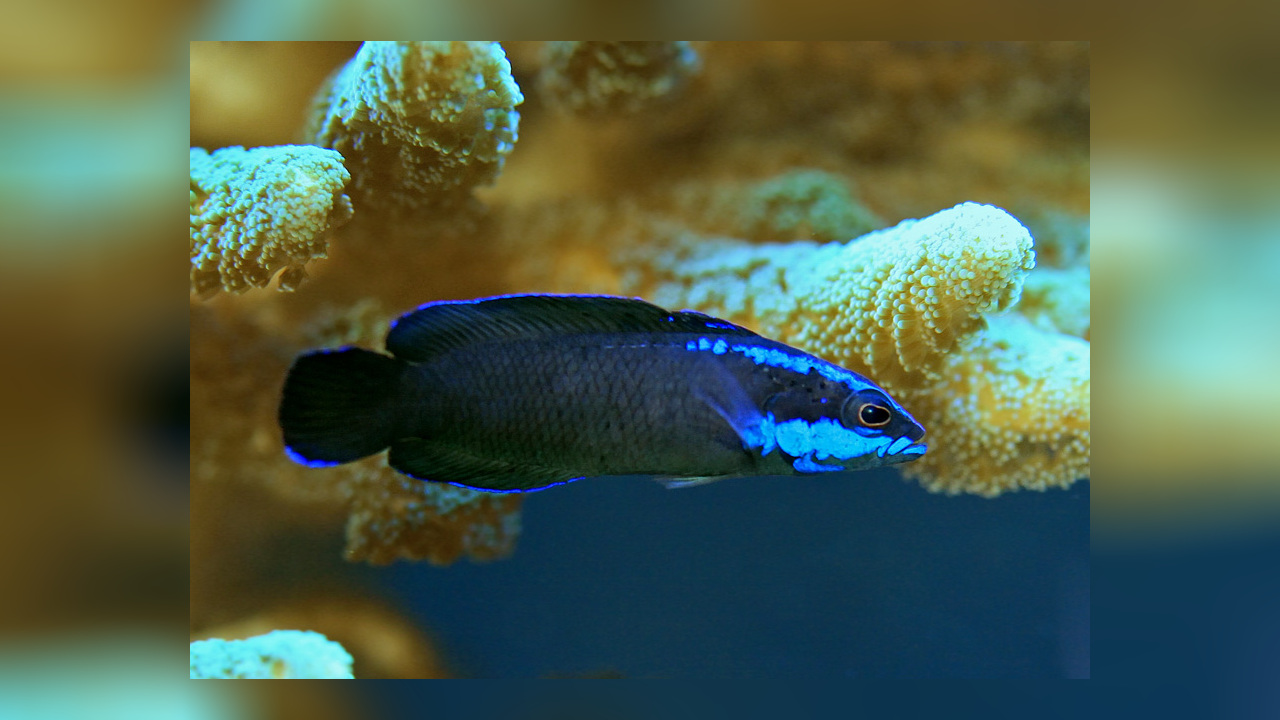 Pseudochromis springeri Springers Zwergbarsch