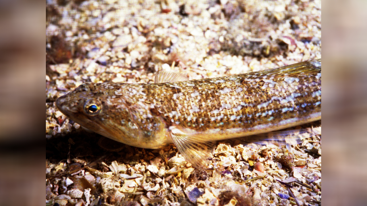 Synodus saurus Atlantic Lizardfish