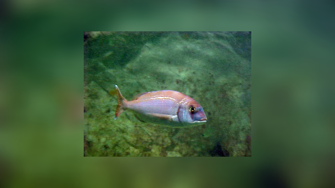 Pagrus pagrus Red porgy, Couch's sea-bream, common seabream