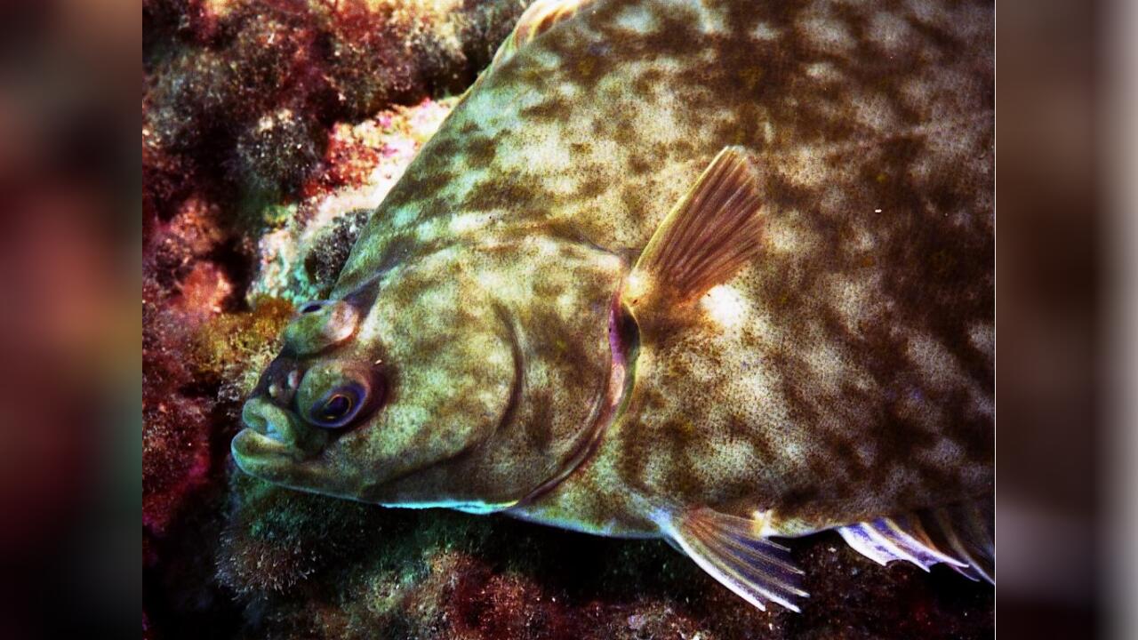 Platichthys flesus Flunder
