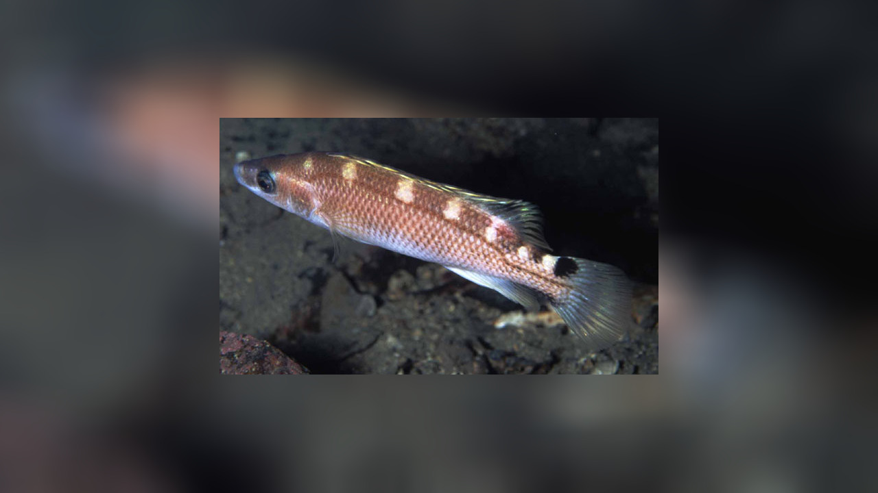 Acantholabrus palloni Scale-rayed wrasse