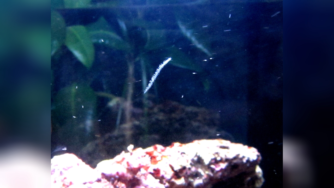 Phyllodocidae sp.01 Vielborster