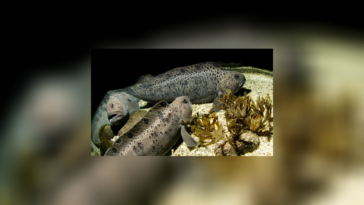 Anarhichas minor Gefleckte Seewolf