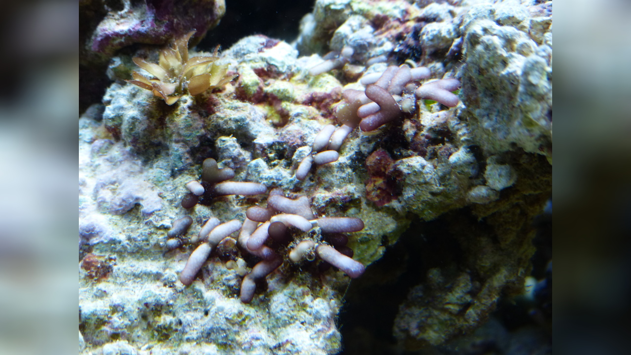 Botryocladia occidentalis Bubble-Algae