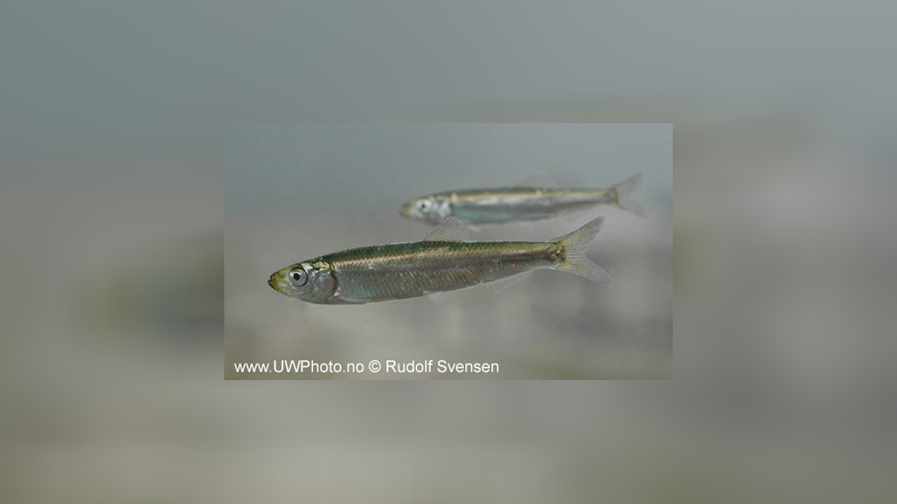 Sprattus sprattus European sprat