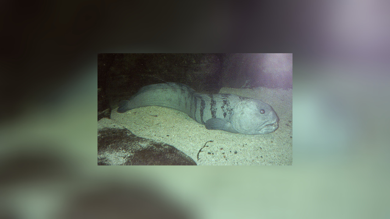 Anarhichas lupus Gestreifter Seewolf - Steinbeißer - Katfisch